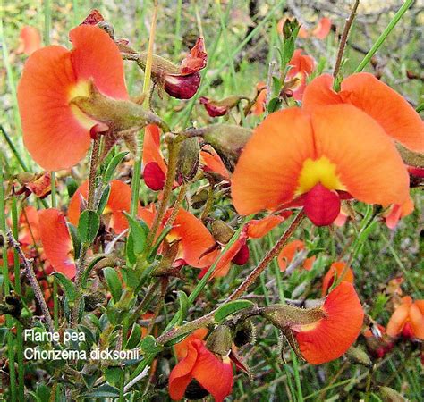 Poison Pea Flowering Plants