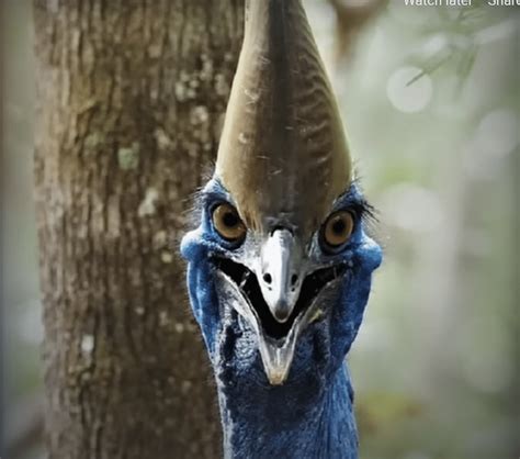 Worlds Deadliest Bird Momentarily Pursues A Gamekeeper