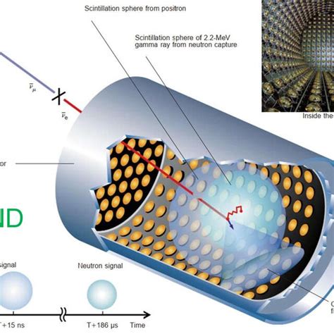 1 Left The Lsnd Experiment Consisting Of A Cylindrical Liquid