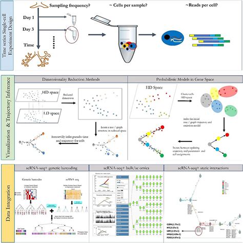Temporal modelling using single-cell transcriptomics - PMC