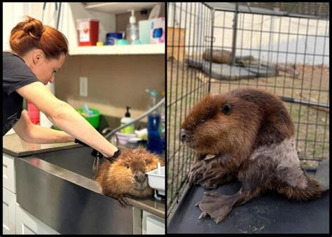 Why You Might Spot A Shaved Beaver” Running Around Andover Newsbreak