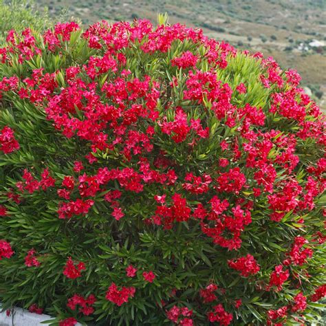 Oleander Tree