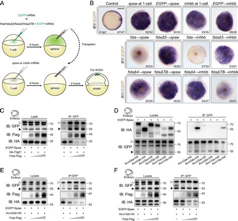 A Spatiotemporal Barrier Formed By Follistatin Is Required For Leftright Patterning Pnas