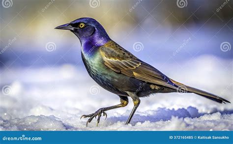 Grackles Cartoons Illustrations And Vector Stock Images 13 Pictures To Download From