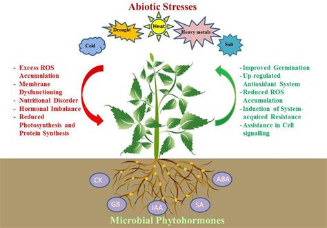 Microbial Biofertilizers To Bolster Food Security