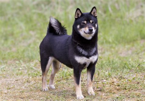 How Rare Are Shiba Inus