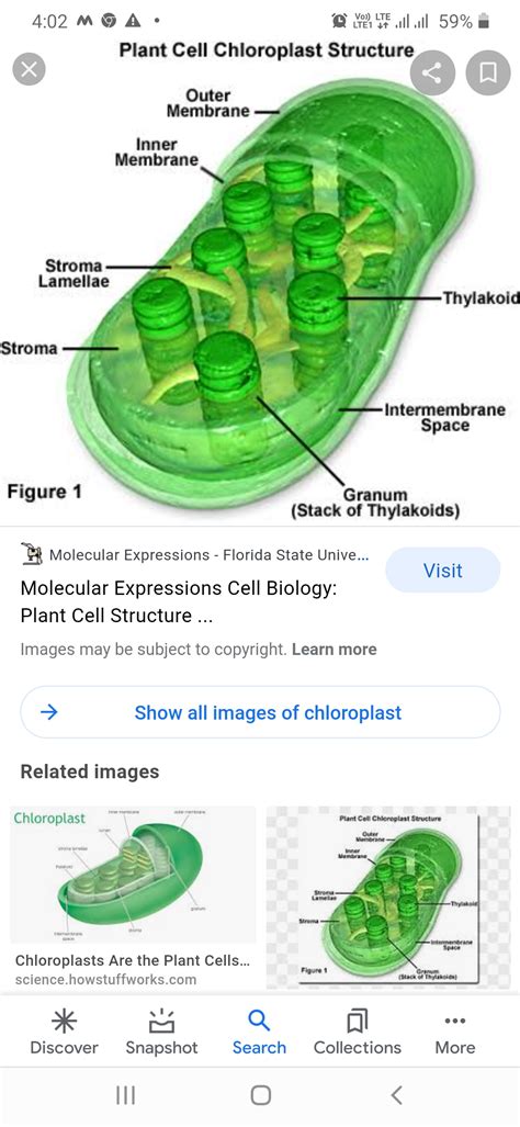 Chloroplast Structure Biology Notes Teachmint