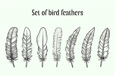 Ensemble De Plumes Doiseaux Illustration Dessinée à La Main Convertie En Vecteur Plume Doiseau