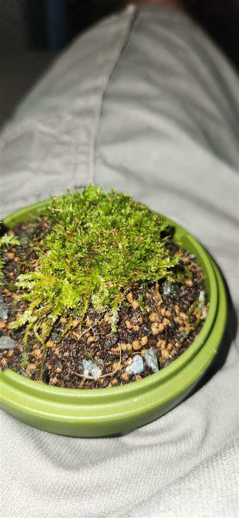 Moss Identification Rmoss