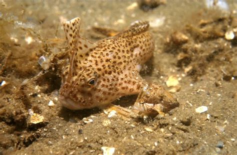 Datos De Brachionichthys Hirsutus Dieta Hábitat E Imágenes En
