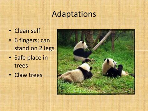 Ppt Panda Powerpoint Presentation Free Download Id 2437032