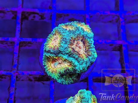 Tc Trix Favia Wysiwyg Lc2 Tankcandy