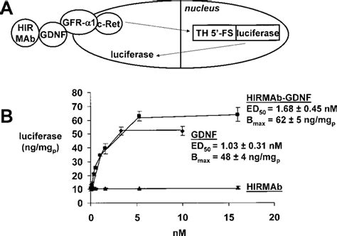 Cell Based Bioassay Of Fusion Protein Potency A Binding By Either Download Scientific