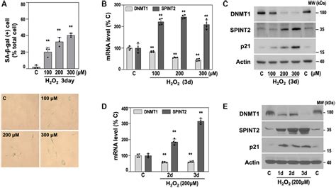 Dnmt1 Mediated Spint2 Expression Drives Early Senescence By Suppressing