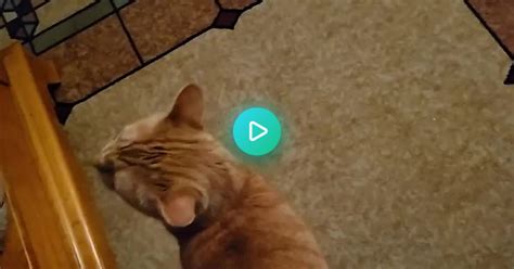 Yelling Album On Imgur