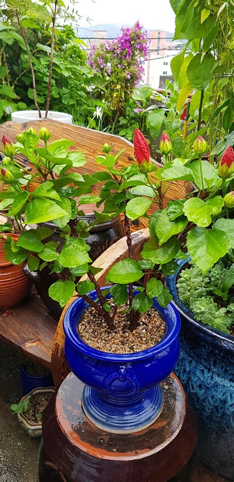 예쁜 도자기 화분 덴마크 무궁화 당근마켓 중고거래