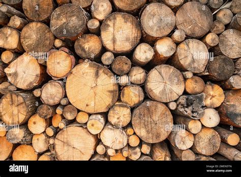 Wall Made With A Pile Of Chopped Logs Of Different Sizes Log Pile
