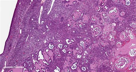 Mouse Uterus Histology