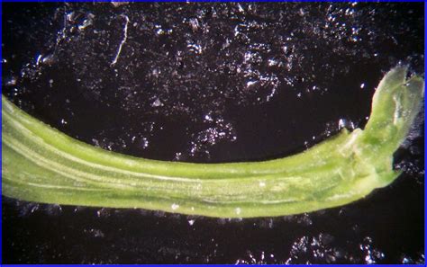 1 3 Visible Image Of A Soybean Embryo Sample At 9 6 Initial Download Scientific Diagram