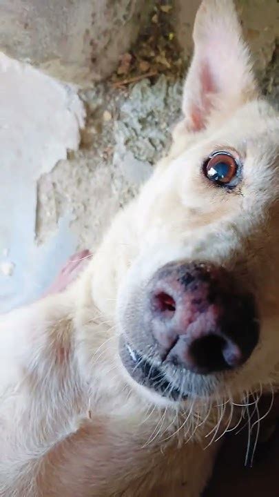 Dog Cheriy Chery Ledy Youtube