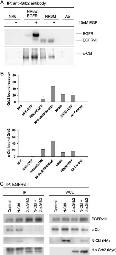 C Cbl Binds Egfrviii Via Grb2 A Cells Were Left Untreated À Or