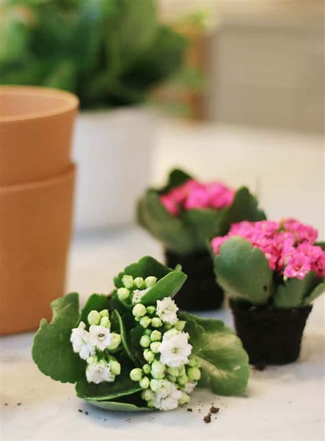Indoor Potted Flowers