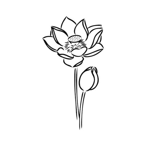 Premium Vector A Lotus Lily Water Flower In A Vintage Woodcut