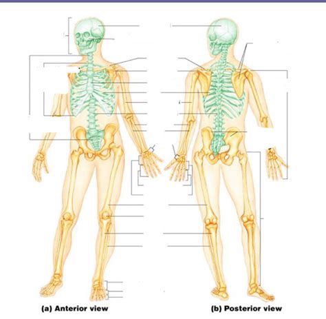 Chapter Five The Human Skeleton Diagram Diagram Quizlet