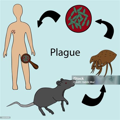 ペスト菌への感染のスキームラット ノミ 男ベクターの図腺ペスト感染経路は危険な病気です孤立した青の背景のアウトライン科学と医学急性感染症 大型のネズミのベクターアート素材や画像を多数ご用意