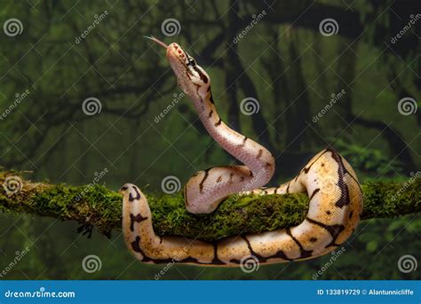 Coiled Royal Python Portrait Stock Image Image Of Skin Dangerous