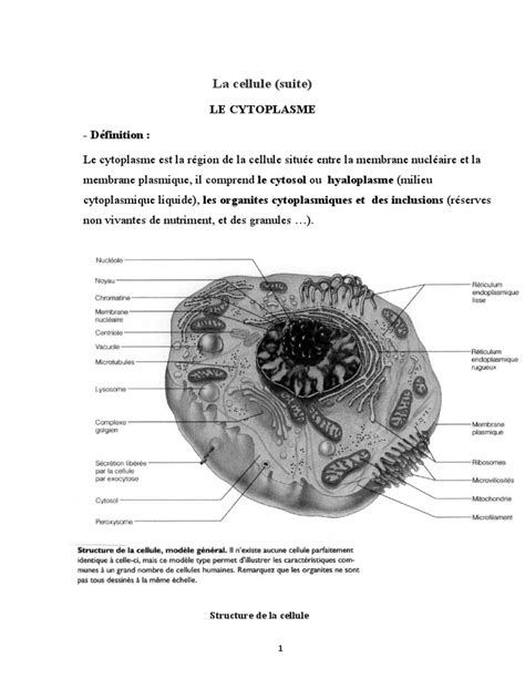 Cours No 03 La Cellule Suite Pdf Cytosol Cytoplasme