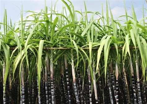All Varieties Of Sugarcane Names Characteristics And Uses