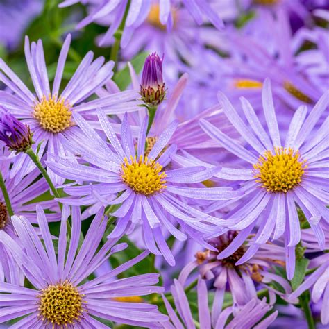 Aster Frikartii Frikarts Aster Mönch Paket Von 3m² Garmundode