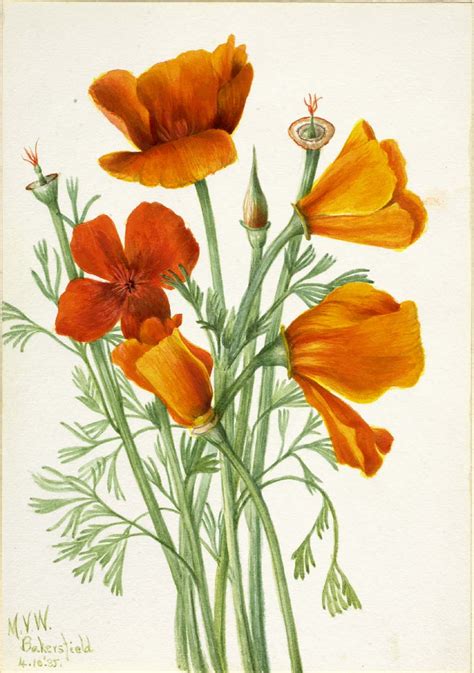 California Poppy Botanical Drawing At Getdrawings Free Download