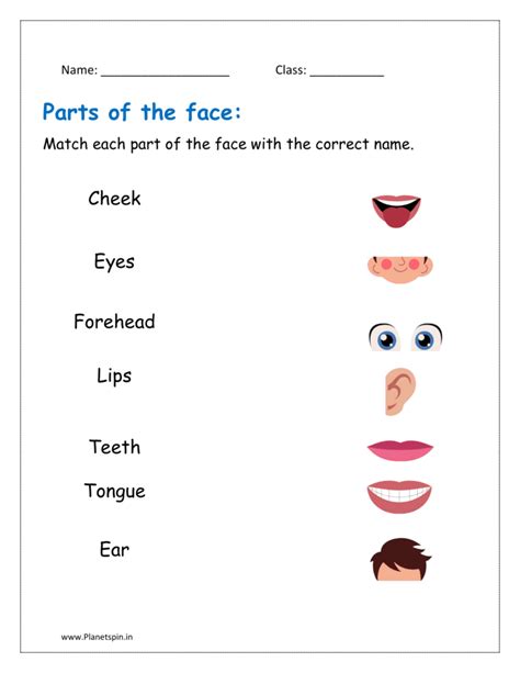 Parts Of The Face Worksheet For Grade 1