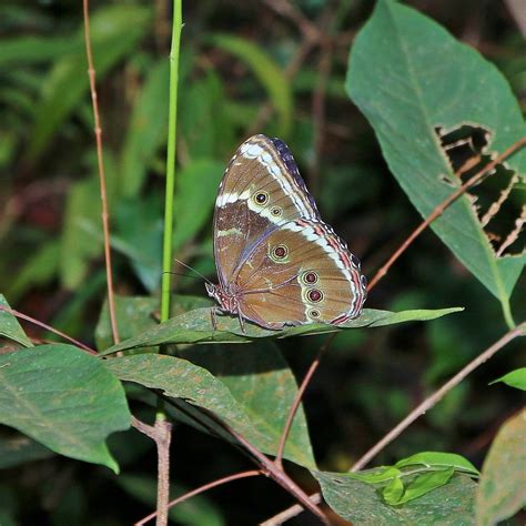 Morpho Helenor A Photo On Flickriver