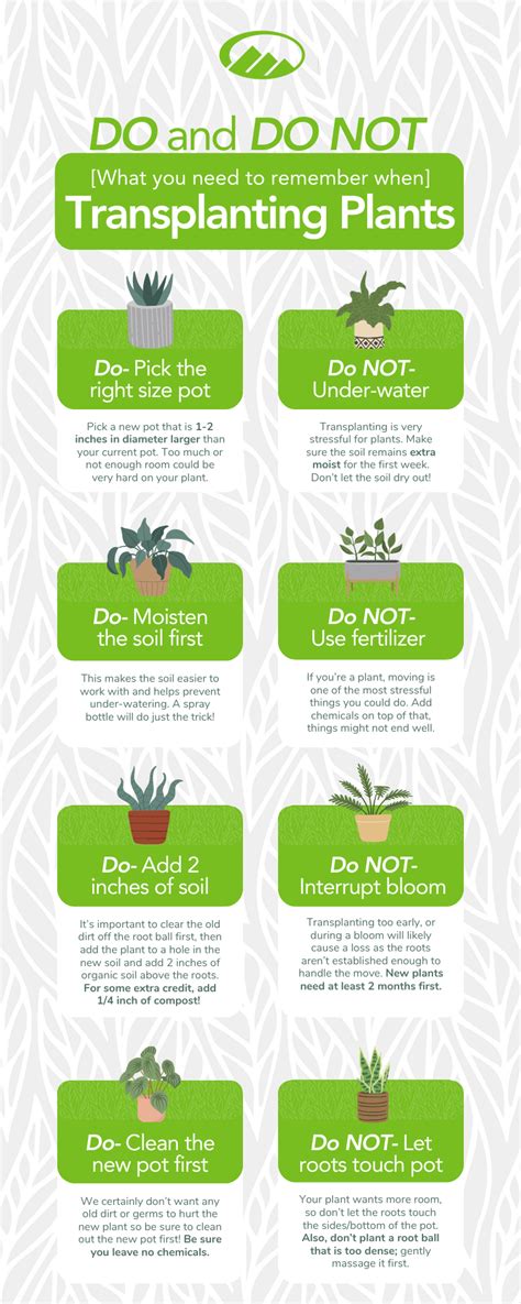 Step By Step Guide To Repotting All Your Plants With 8 Do And Do Nots