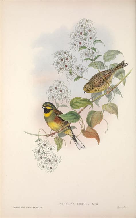 The Wryneck Bird Of The Month The Cirl Bunting That Sprang A Mid March Surprise When It Turned