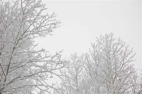 Premium Photo Snow Falling From Tree Winter Landscape Snowcovered Tree Branch Against Sky