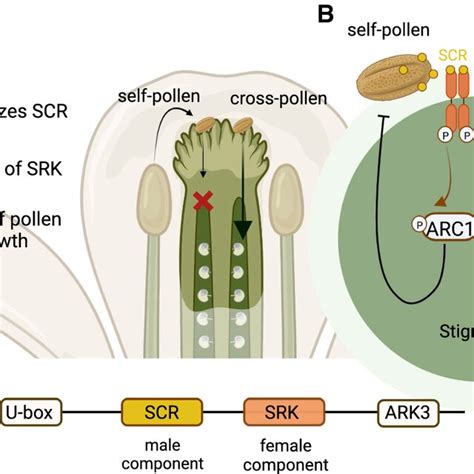 Newly Formed Polyploids Often Lack Mating Partners With Compatible