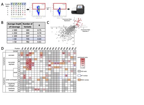 Deep Mutational Scanning Of Rbd1 Using A Yeast Based Proteolysis Assay