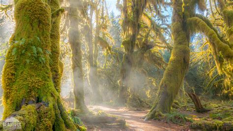Hall Of Mosses Trail Hoh Rainforest Olympic National Park Wa