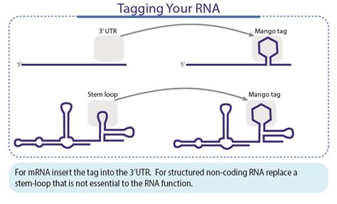 Rna Mango Genesuz