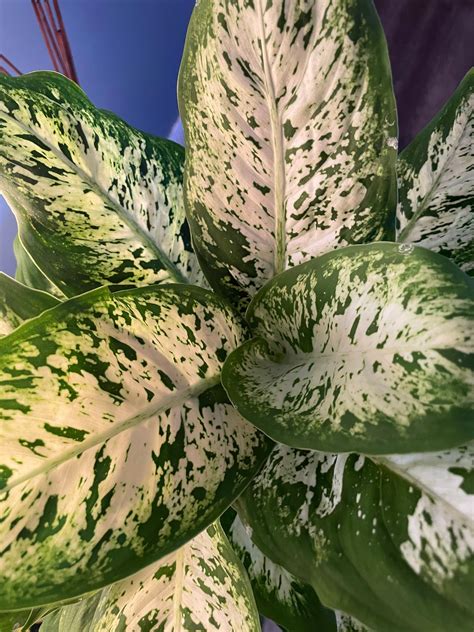 Dieffenbachia 4” Pot Easy Care Indoor Plant Tropical Houseplant