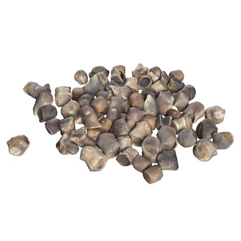 Beet Seed 3d Model Turbosquid 2406577