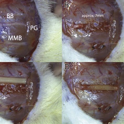 Surgical Procedures For Making In A Facial Nerve Defect Rat Model And Download Scientific