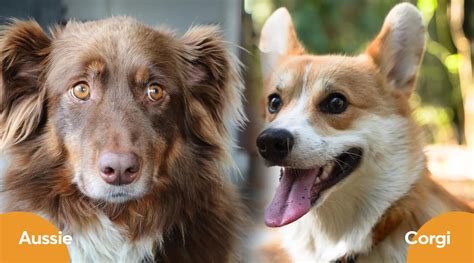 Pomeranian Mini Aussie Mix