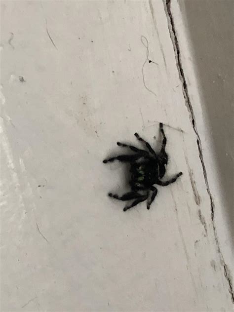 Small Black Spiders With White Dots Little Black Spider With What