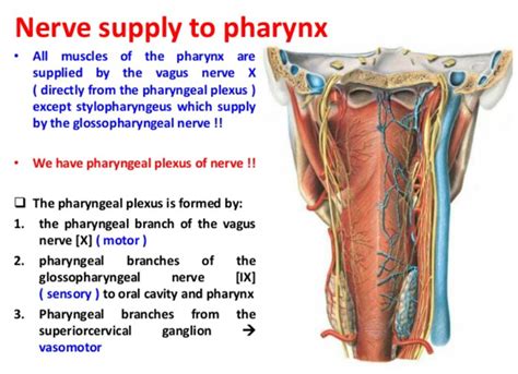 Muscles Of Pharynx And Larynx Mcq Focus Dentistry