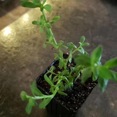 Brahmi Bacopa Monnieri Seeds High Germination Rate Etsy